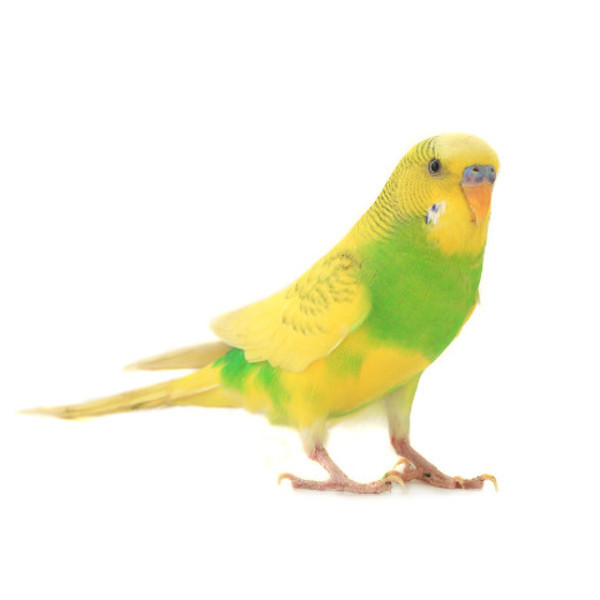 BIRD Archives - Conkers Pet Supplies